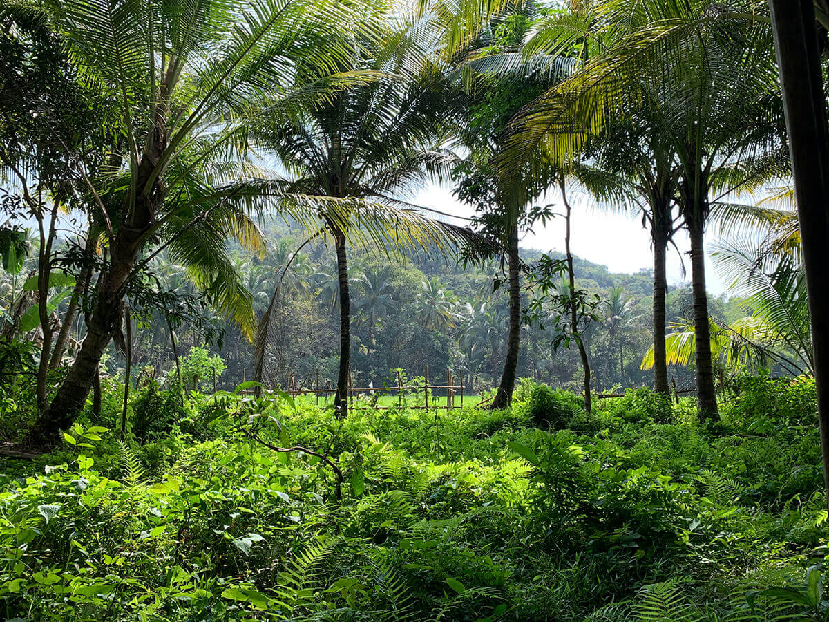 My Pandemic Life in India: Part 3 - Camurlim, Goa | Heather Elton's Blog